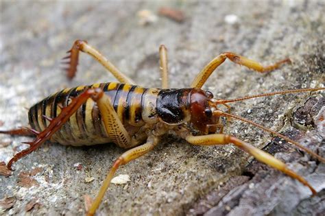 New Zeland Tree Weta Pentax User Photo Gallery
