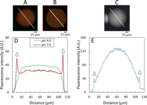 How Are Storage Proteins Formed In A Wheat Grain In Vitro