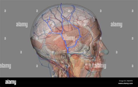 The Superficial Temporal Vein Courses Down From The Midparietal Region To Anterior To The Ear 3d