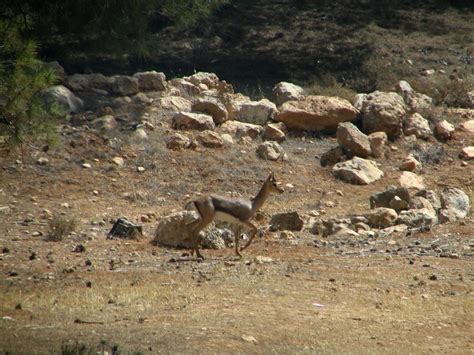 צבי ביער יתיר בדרום הר חברון