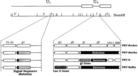 Schematic Representation Of Genomic Organizations Of Prv Mutants Four