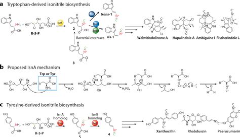 Biosynthesis Of Isonitrile And Alkyne Containing Natural Products Pmc