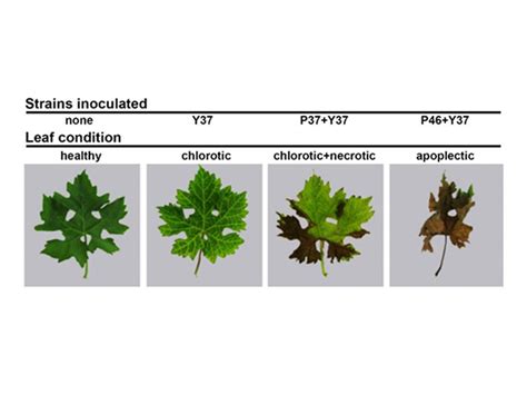 Ives International Viticulture And Enology Society On Linkedin The Potential Role Of