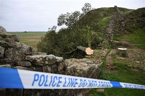 Sycamore Gap Tree Babe Arrested After Felling At Hadrians Wall
