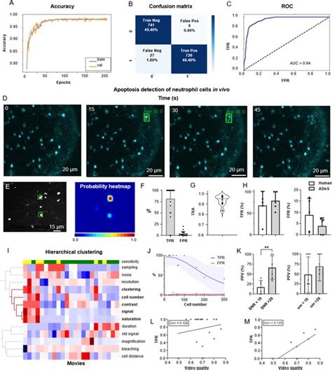 Transformer Based Spatialtemporal Detection Of Apoptotic Cell Death In Live Cell Imaging Elife