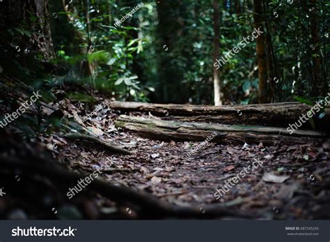Dark Forest Ground Texture