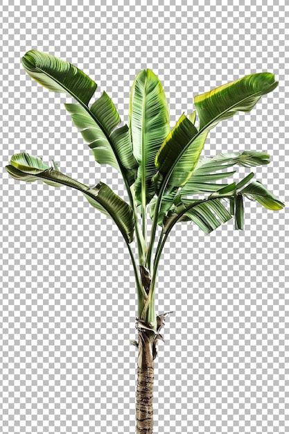 투명 한 배경 에 고립 된 현실적 인 코코 나무 Png 프리미엄 Ai 생성 Psd 투명 한 배경 에 고립 된 현실적 인 코코 나무 Png 프리미엄 Ai 생성 Psd