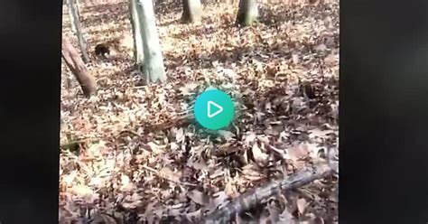 Unexpected Violin Performance Album On Imgur