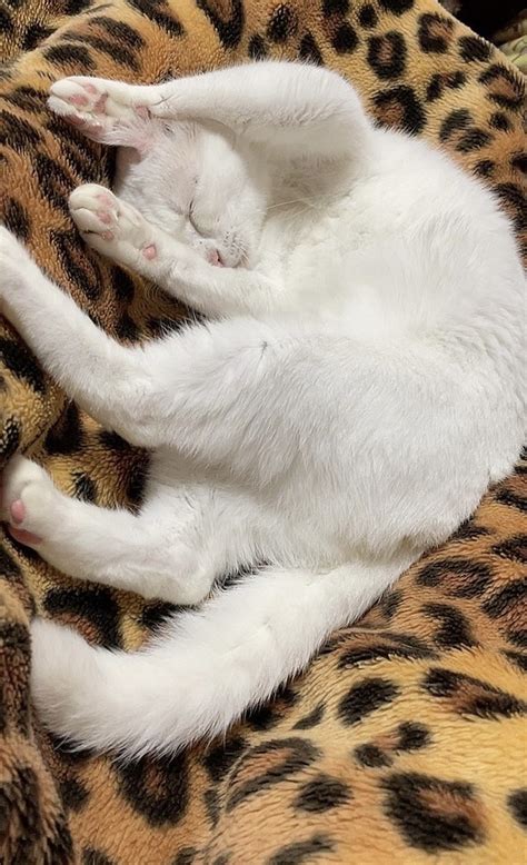 ねこぱんち店長 on Twitter 昨日マリーちゃんの譲渡が成立しました 若くして出産し子育で一時はボロボロになってしまったマリー