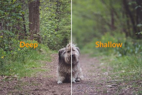 Shallow Depth Of Field Photography Tips And Tricks