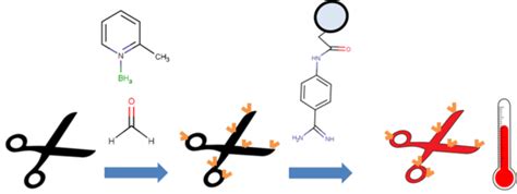 Reductive Methylation Plos One