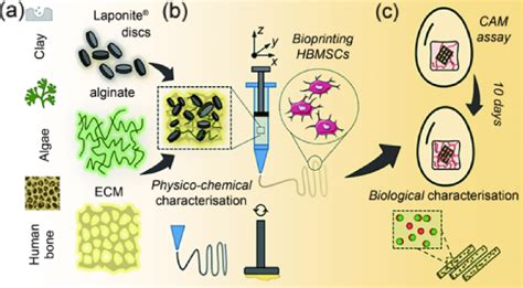 含有人骨细胞外基质的纳米复合材料支架的生物制造，用于骨骼干细胞和祖细胞的分化 Bio Design And Manufacturing X Mol