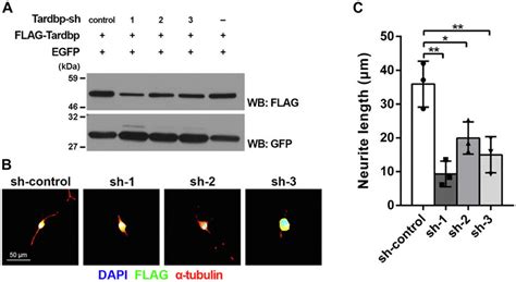 Roles Of Tardbp On Neurite Extension In Cultured Neuronal Cells A Download Scientific Diagram