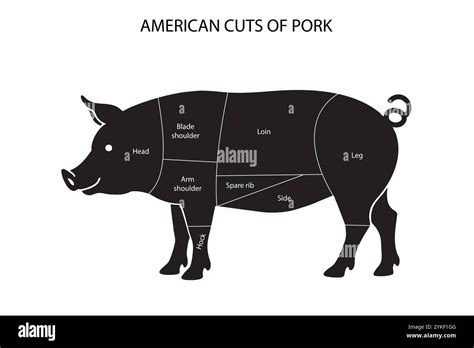 Illustrated Chart Showing Labeled American Pork Cuts Stock Vector Image