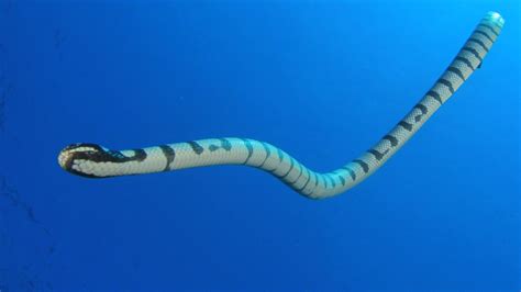 Sea Snake Species May Be Regaining Color Vision Popular Science