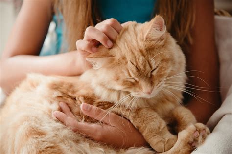 猫が喜ぶ5つの撫で方を紹介猫が撫でられて気持ち良くなるポイント mofmo