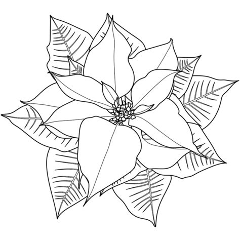 トゲミノキツネノボタン 植物の塗り絵 ぬりえり