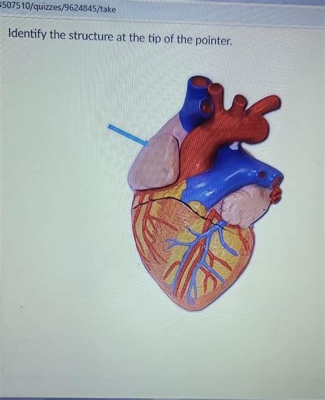 solved identify the structure at the tip of the pointer