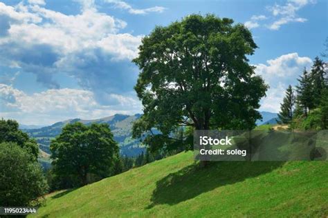 아름다운 큰 나무와 여름 풍경 언덕에 높은 스프루스 푸른 흐린 하늘과 야생화 여행 목적지 경치 카르파티안 산 0명에 대한 스톡 사진 및 기타 이미지 Istock