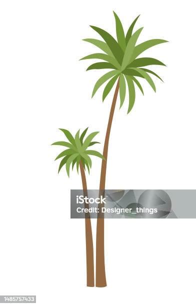 녹색 잎이있는 야자수 나무 꼭대기와 줄기 이국적인 열매 맺는 나무 흰색 배경에 고립 된 벡터 자연 식물상 0명에 대한 스톡 벡터 아트 및 기타 이미지 Istock
