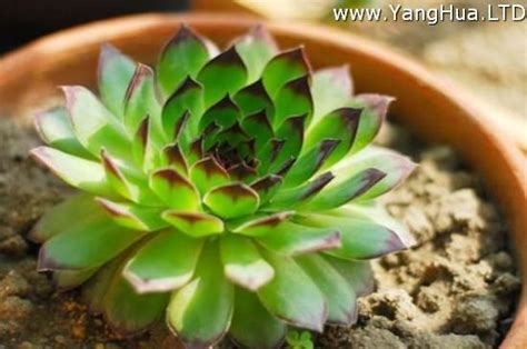 觀音蓮怎麼分株根系分離上盆養護 多肉植物