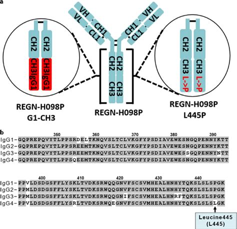 Analogues Of Regn H098p With Modifications In Ch3 Domain That Were Not Download Scientific