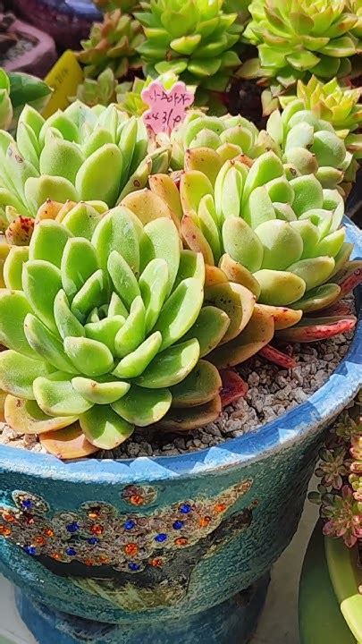 착한마녀의 다육이야기 흙이랑다육이랑 다육이 다육이분갈이 다육농원 다육이키우기 다육이를부탁해 다육이키핑장 식집사 반려식물 식물 선물 선물추천 잎꽂이