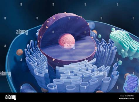 Nucleoplasm