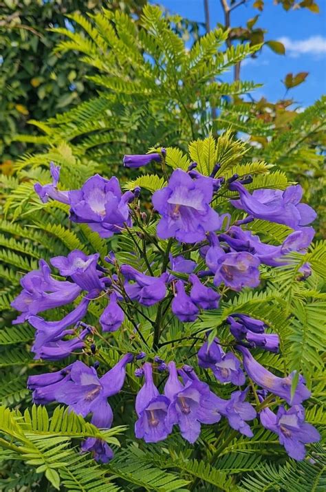 Where To Plant Jacaranda Tree