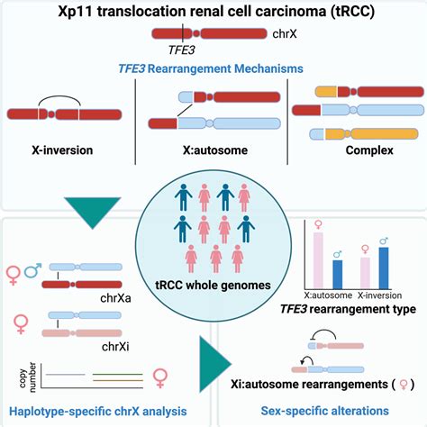 A Genetic Basis For Sex Differences In Xp11 Translocation Renal Cell