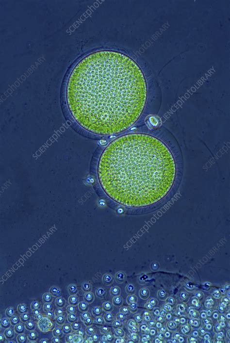 Volvox Sp Algae Daughter Colonies Released Light Micrograph Stock