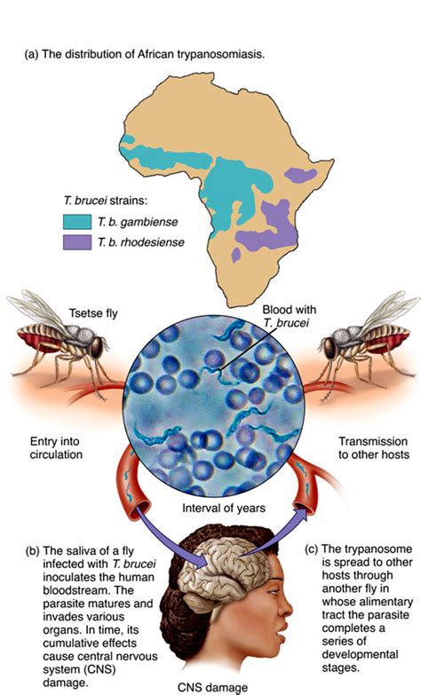 Learn About A Disease African Sleeping Sickness