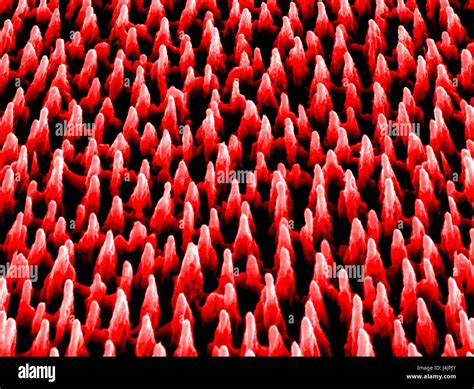 Nanostructures On Silicon Coloured Scanning Electron Micrograph Sem Of Nanostructures Formed