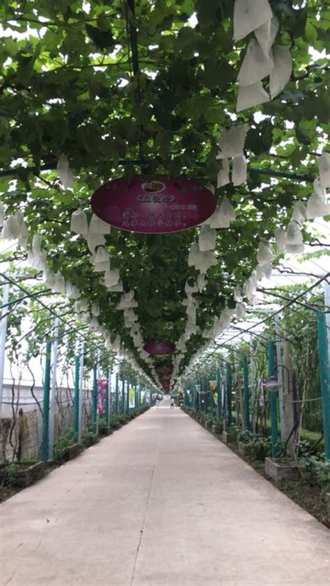 馬陸葡萄六一開吃馬陸葡萄公園6月20日起自采葡萄4種新品上市 每日頭條