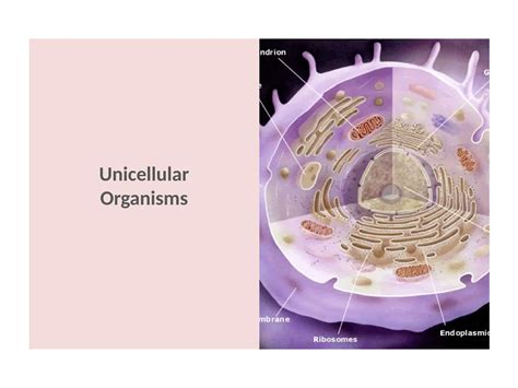 Learning About Single Celled Organismspptx