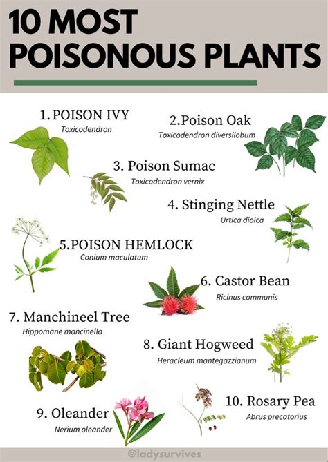 10 Most Poisonous Plants Plants To Avoid Toxic Plants Dangerous Plants Nature Hiking