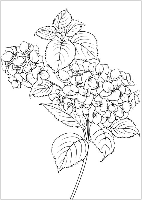 Hydrangea Coloring Page At Getdrawings Hydrangea Coloring Page 18