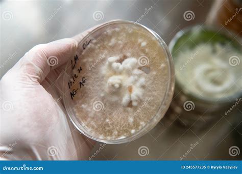 Mycelium Of Exotic Mushrooms In Petri Dishes Selection And Cultivation Of Mycelium Mushroom