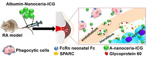 Ceria Based Nanotheranostic Agent For Rheumatoid Arthritis