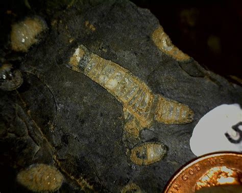 Strange Fossils In Chert Found In NY Fossil ID The Fossil Forum