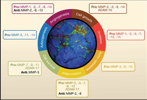 Tumor Microenvironment Semantic Scholar