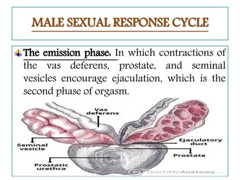 Human Sexuality And Human Sexual Response Cycle PPTX Sexual Conditions Sexual Health