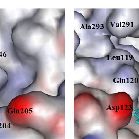 Molecular Representation Of The Acyl Enzyme Complex Of Cmy 2 A And
