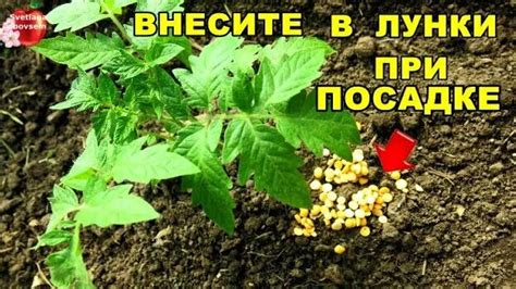 Лучшее удобрение для томатов при посадке что класть в лунку при посадке для богатого урожая