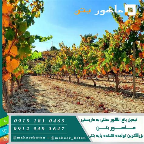 روش های نوین احداث باغ انگور شماره تماس 09127830577 ماهور بتن