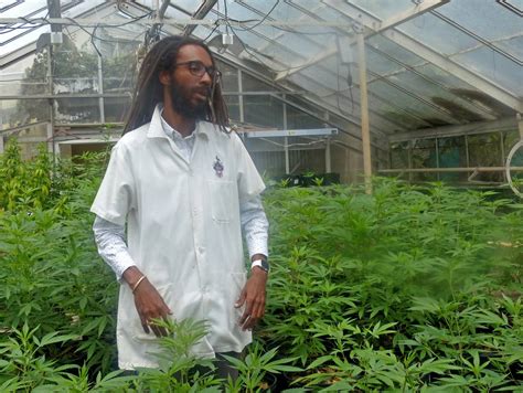 You Can Smoke Ganja Indoors In Jamaica With A Medical Card Miami Herald