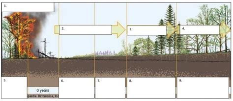 Secondary Succession Drawing