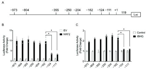 Effects Of 5 Deletions In The Cse Promoter Sequence On Nrf2 Inducible Download Scientific
