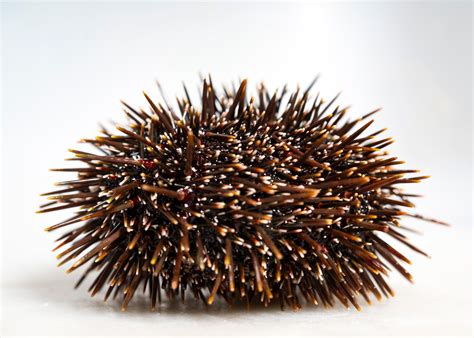 Kina Earth Sciences New Zealand Niwa