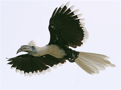 White Crowned Hornbill Berenicornis Comatus Birds Of The World